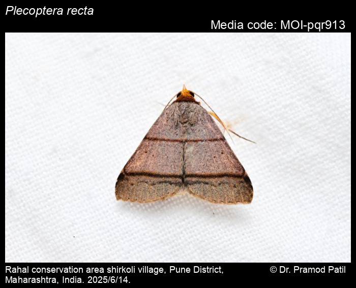 Plecoptera recta (Pagenstecher, 1886) - | Moths